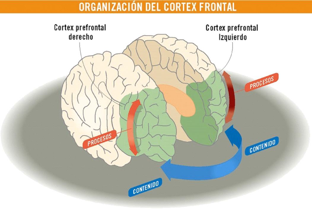 Comunicação Pelo Cortex Significado - LIBRAIN
